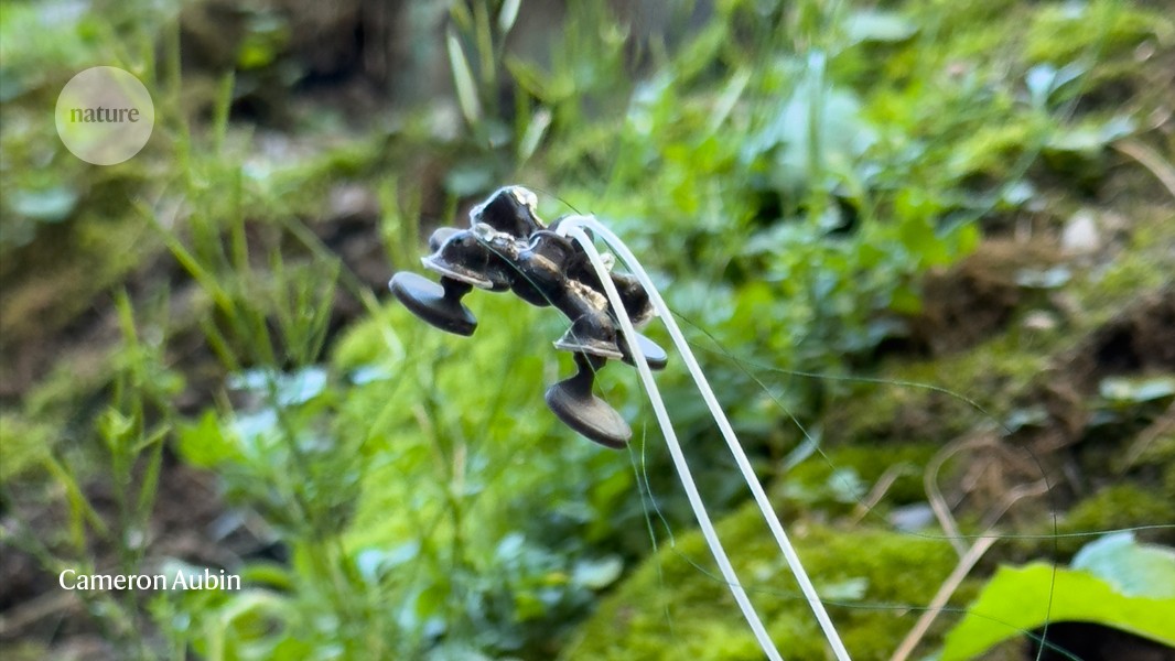 This insect-sized robot can carry 22 times its own weight