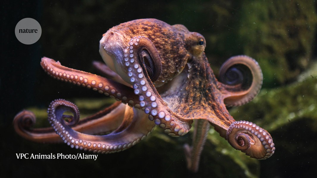 This octopus-inspired patch could deliver drugs like Ozempic through ...