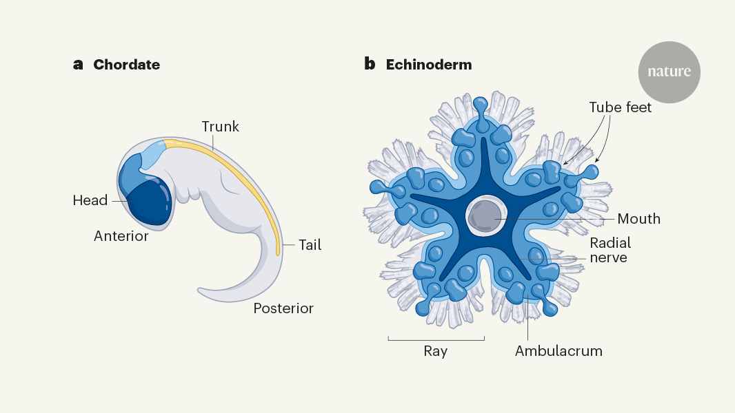 A radical evolutionary makeover gave echinoderms their unusual body plan