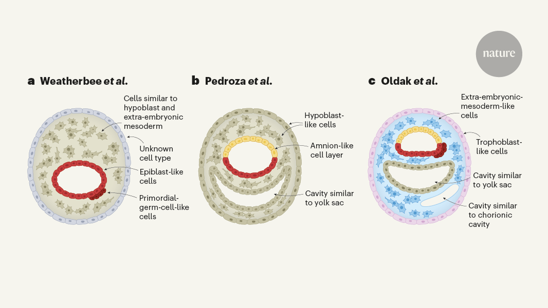 Stem cells used to model a two-week-old human embryo