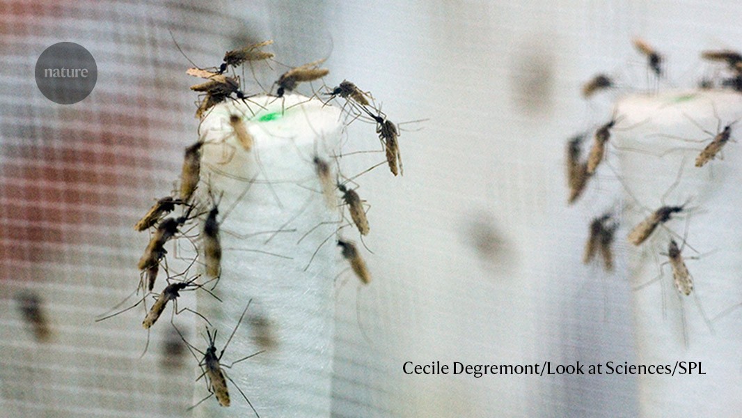 Half a million children die of malaria every year. Finally we can ...