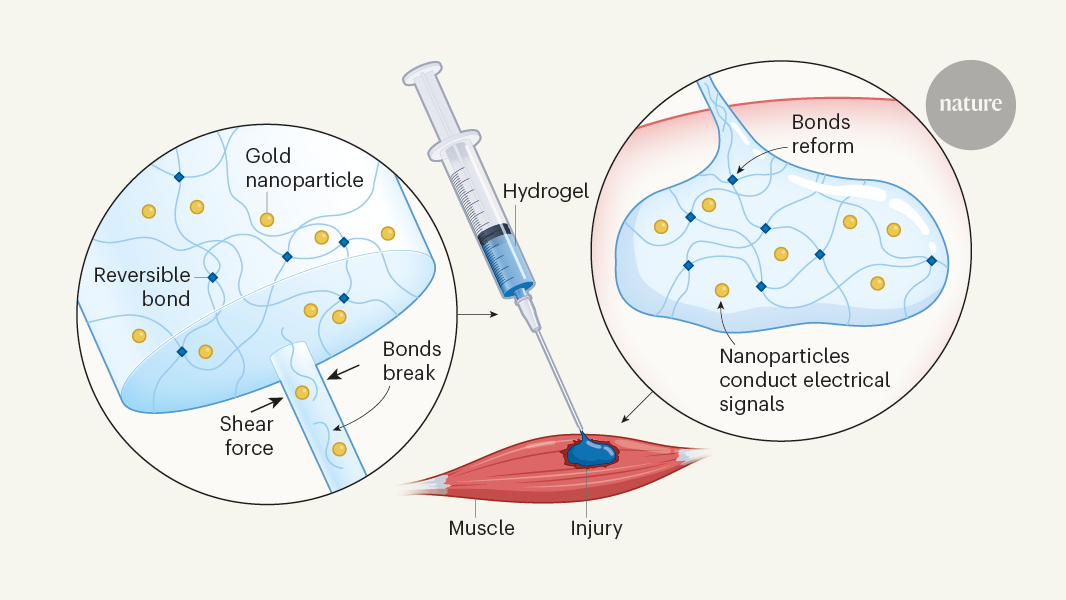 Hydrogel implant rehabilitates muscles through electrical stimulation