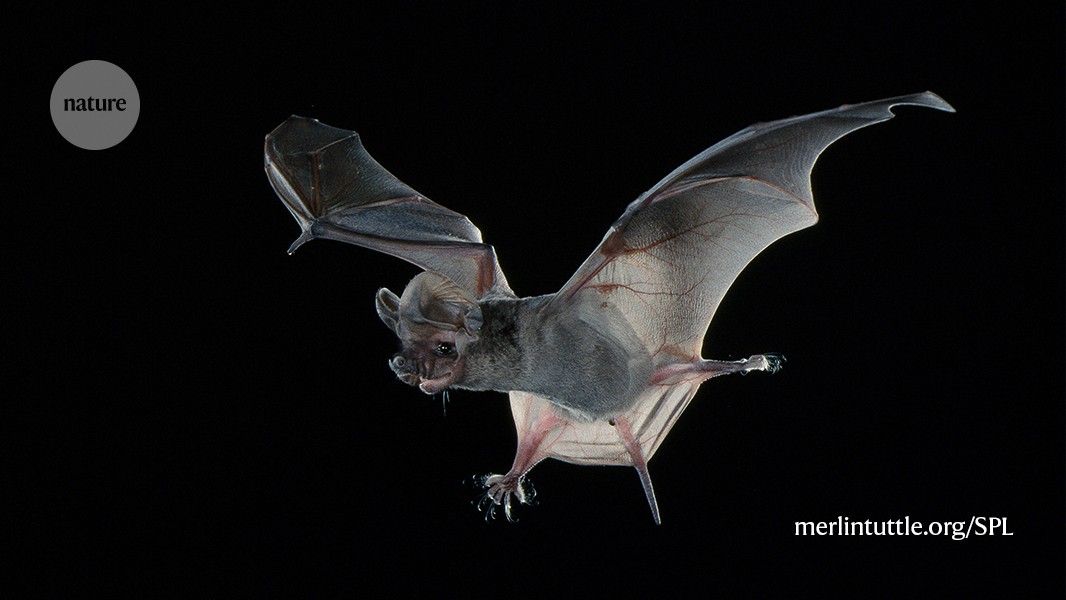 Fossilized skull shows that early bats had modern sonar