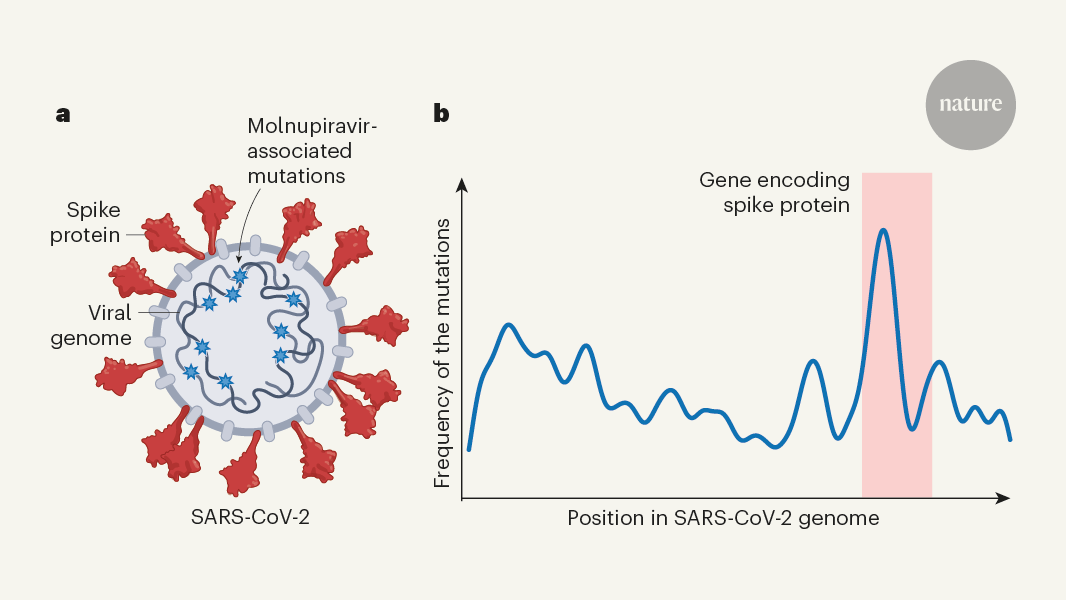 Anti-COVID drug accelerates viral evolution