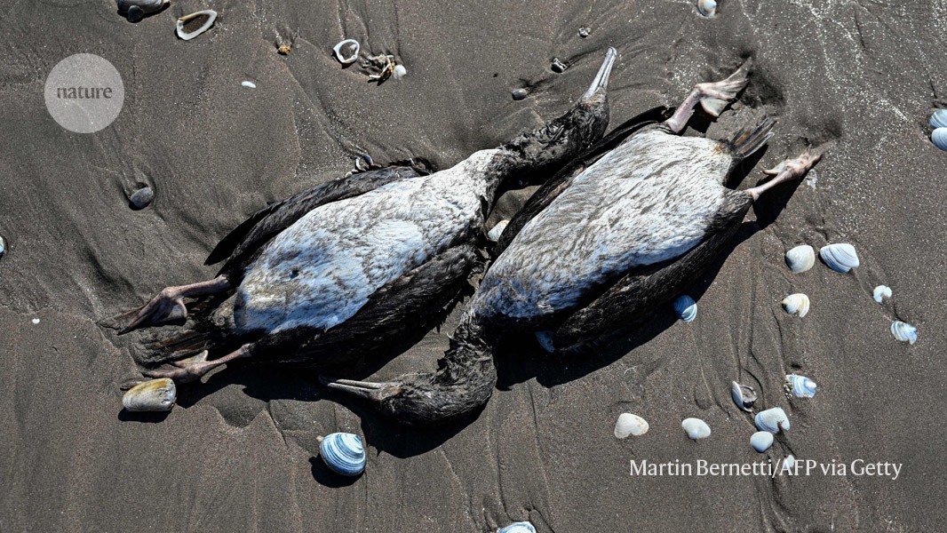 How the current bird flu strain evolved to be so deadly