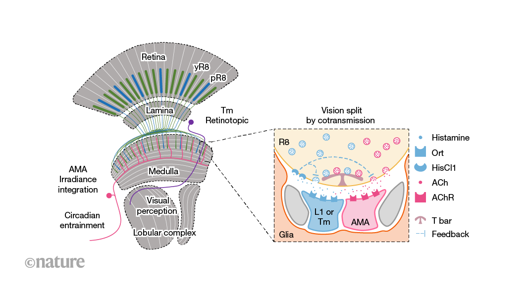How light receptor cells in fruit-fly eyes multitask