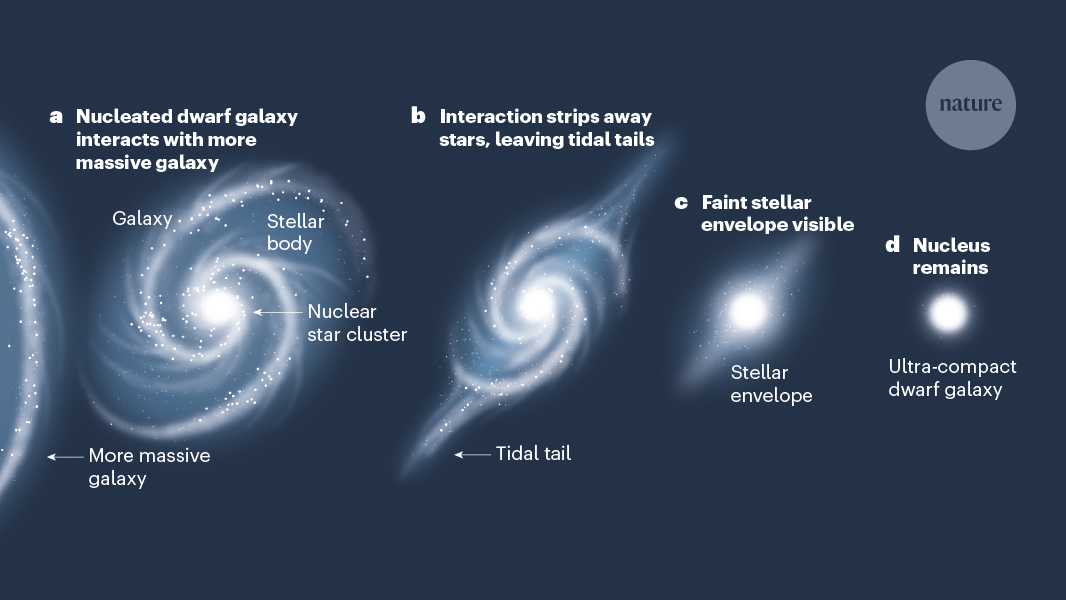 Ultra-compact oddities are galaxies stripped of stars