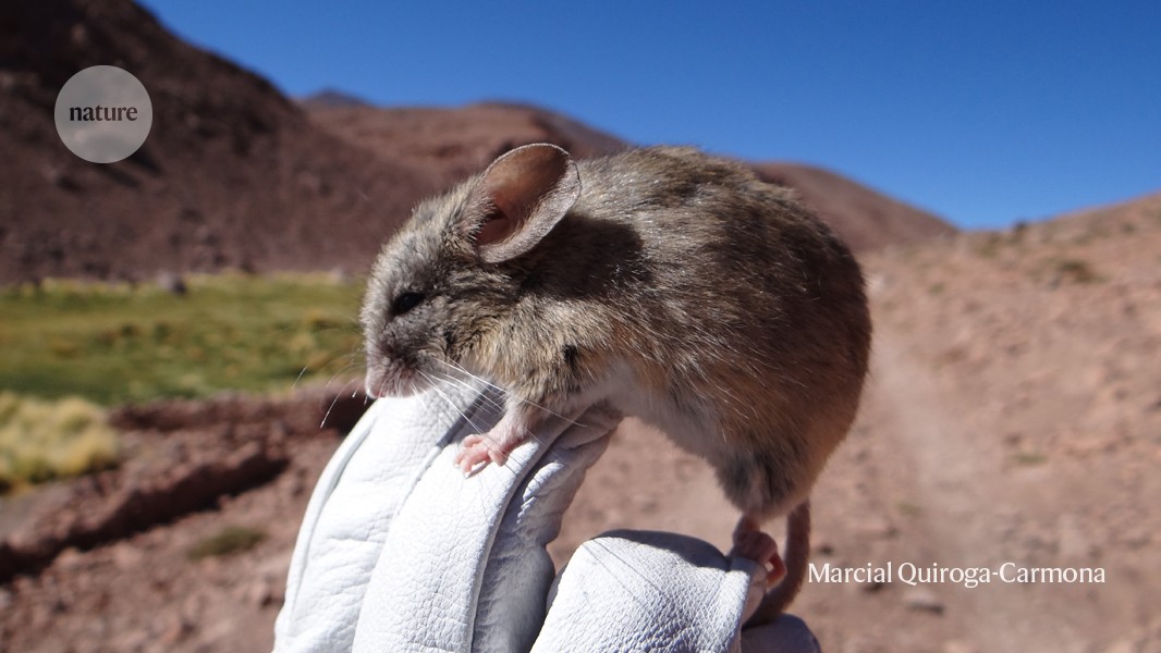 Mysterious mouse mummies found atop lofty volcanoes