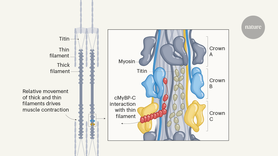 Getting to the heart of thick-filament structure