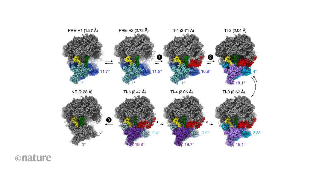 Atomic-level structures show how accuracy is maintained in protein ...