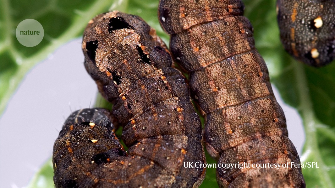 Male-killing virus leads to more female moths