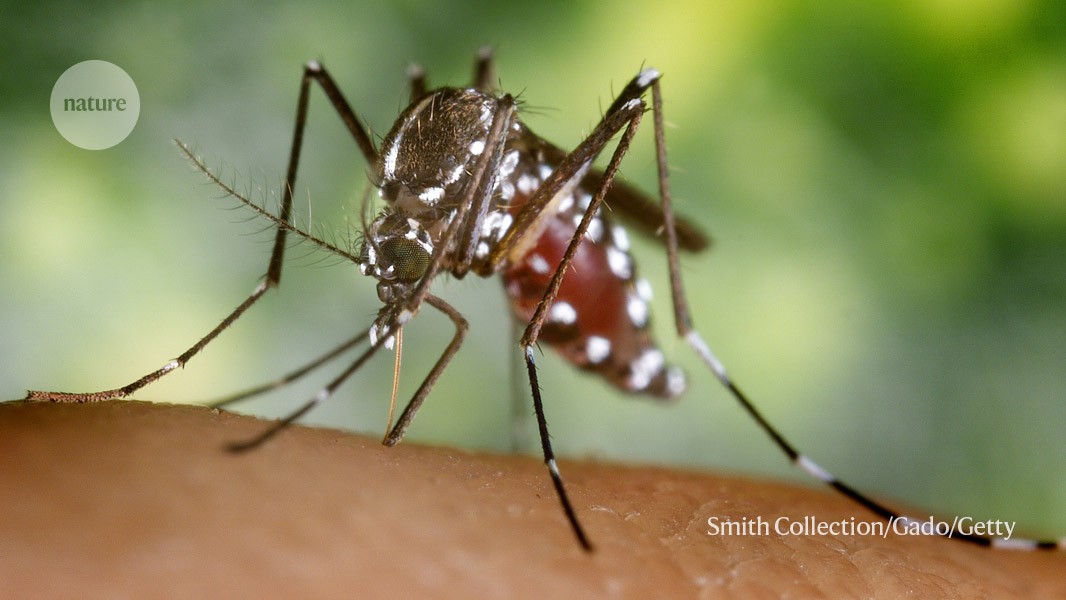 Dengue is spreading in Europe: how worried should we be?