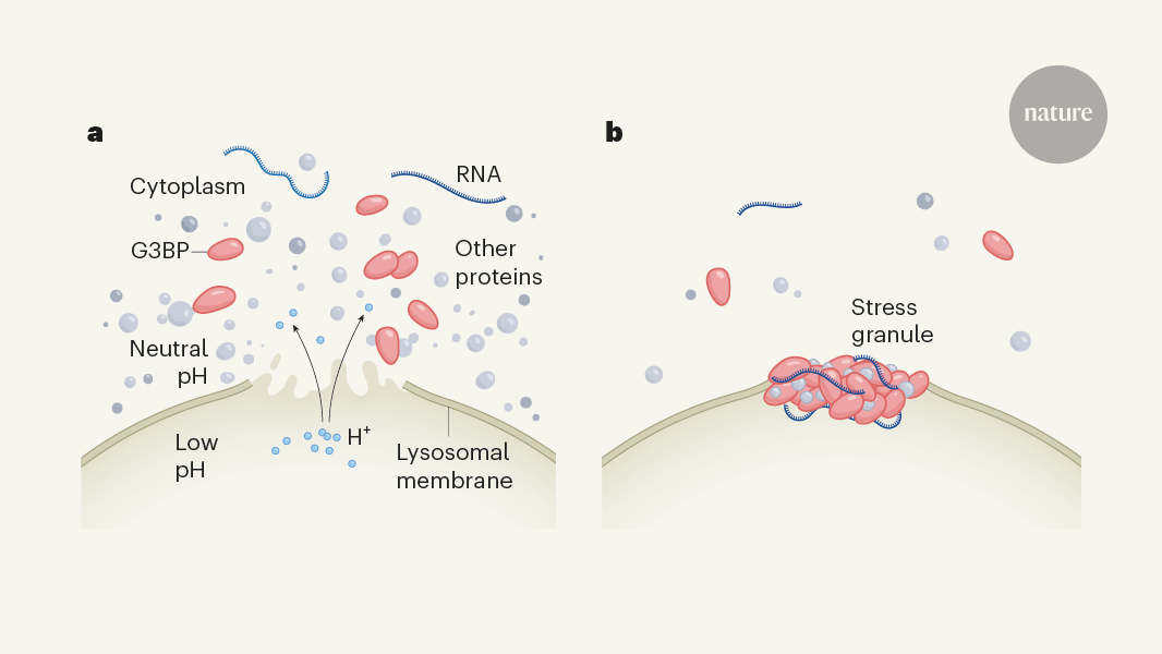Stress granules offer first aid for leaky organelles