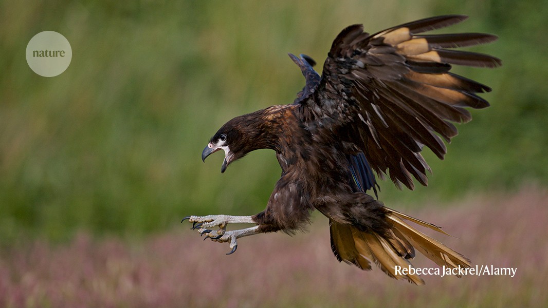 These falcons excel at problem-solving — and outdo some of the world’s ...