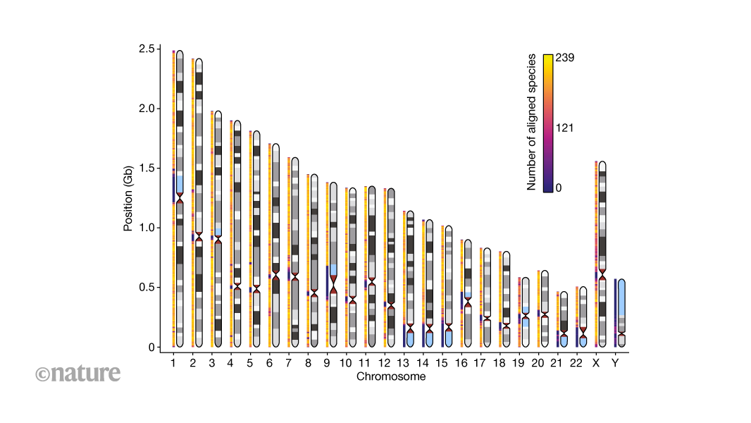 Whole-genome alignment with primates reveals DNA elements conserved in ...