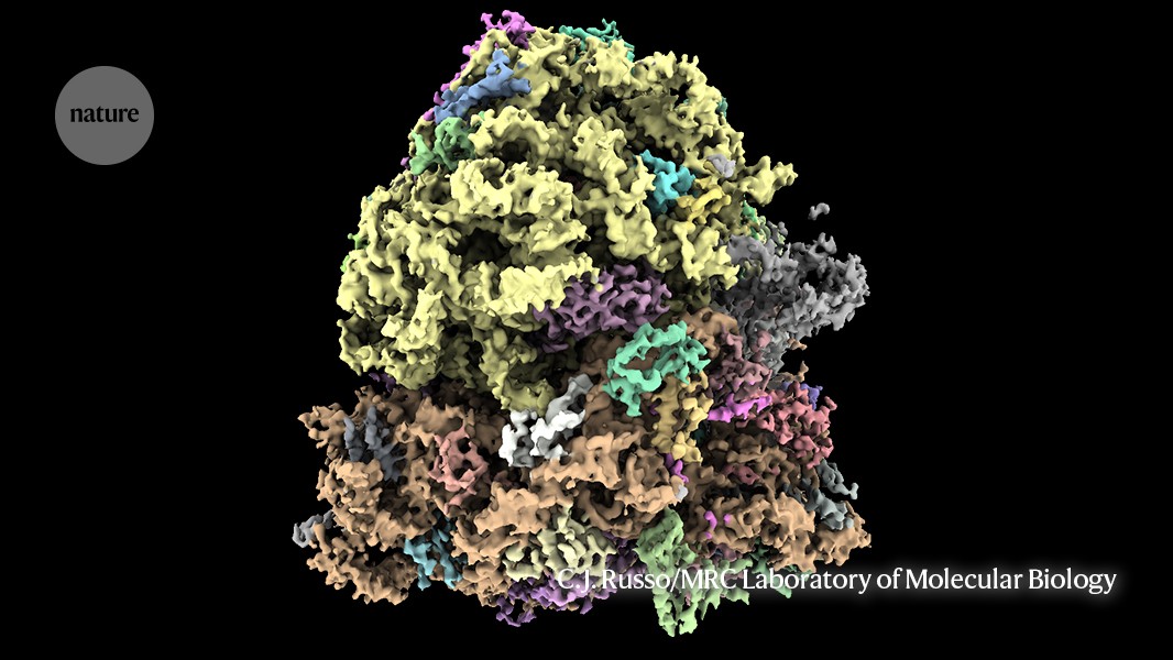 A low-cost electron microscope maps proteins at speed