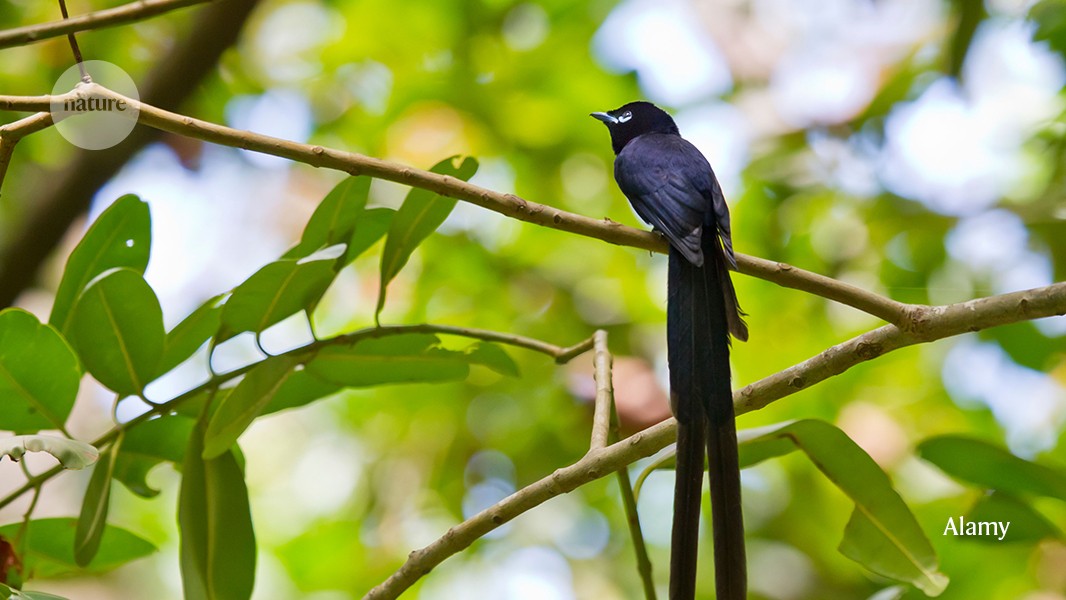 This bird escaped extinction — but its genes hint at an ominous future