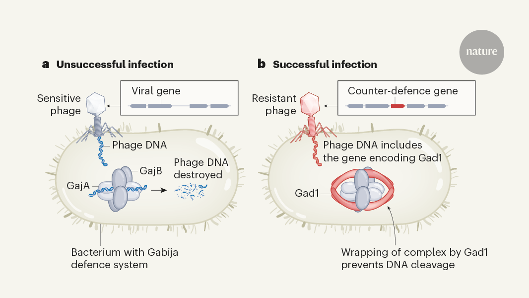 Viruses wrap up bacterial defence systems