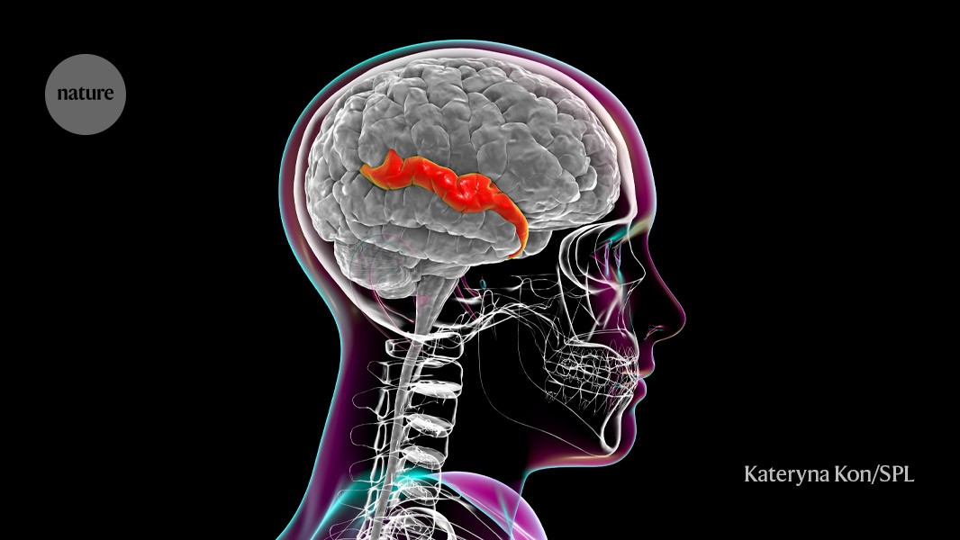 How our brains decode speech: special neurons process certain sounds