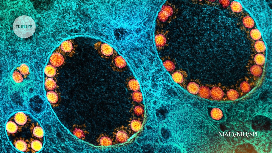 Inhaled COVID vaccines stop infection in its tracks in monkey trials