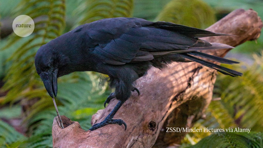 Humans might have driven 1,500 bird species to extinction — twice ...
