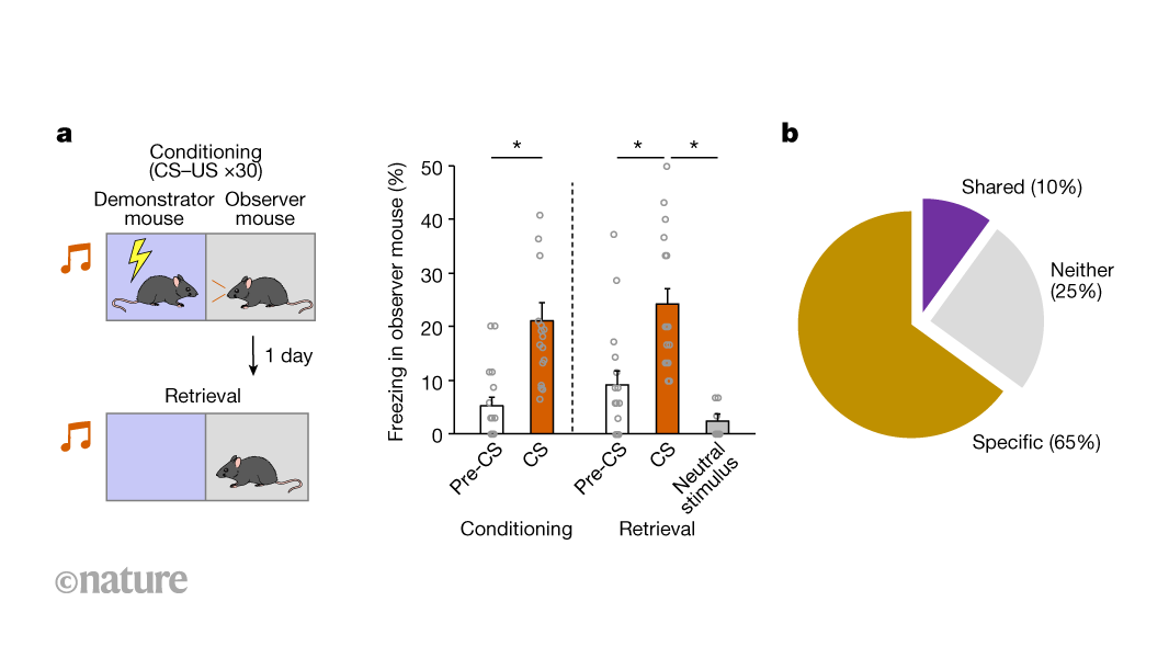 Mouse brains respond differently to observed threat and direct danger