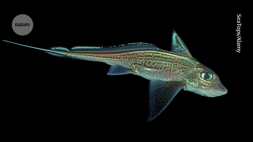 First approval for controversial sea-bed mining worries scientists