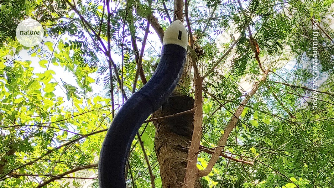 This robot grows like a vine — and could help navigate disaster zones