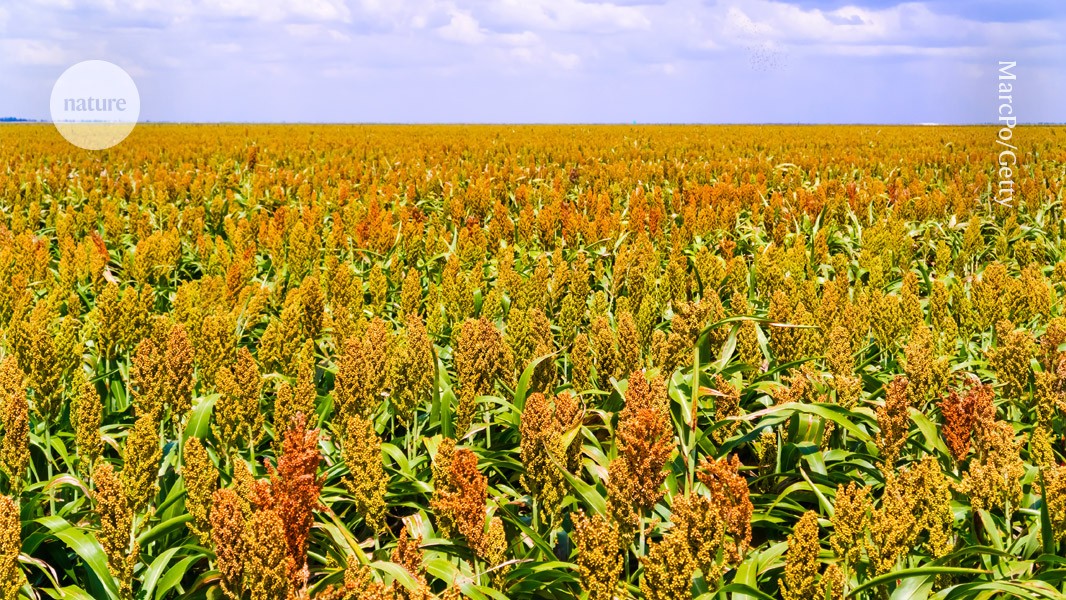 CRISPR-edited crops break new ground in Africa