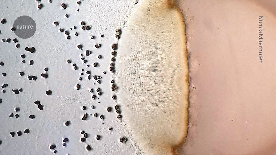 Bacterial prey turns the tables on predator