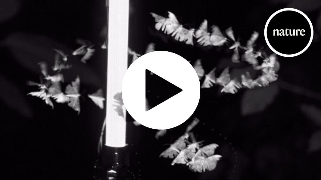 ‘Like a moth to a flame’ — this strange insect behaviour is finally ...