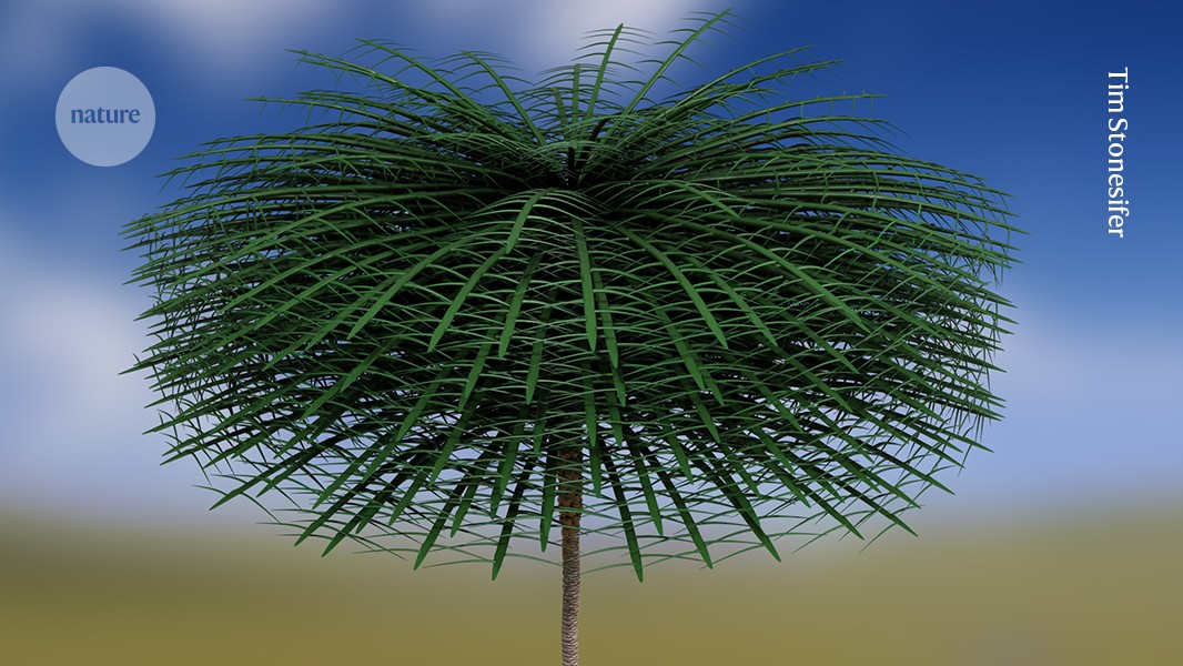 An ancient tree’s oddball shape is revealed by an extraordinary fossil