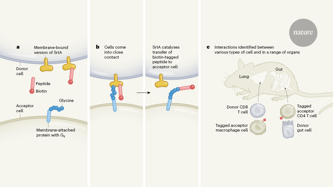 Interactions between immune cells recorded