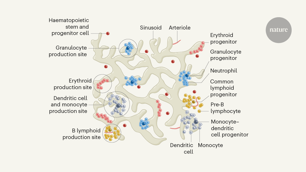Powerful microscopy reveals blood-cell production in bone marrow