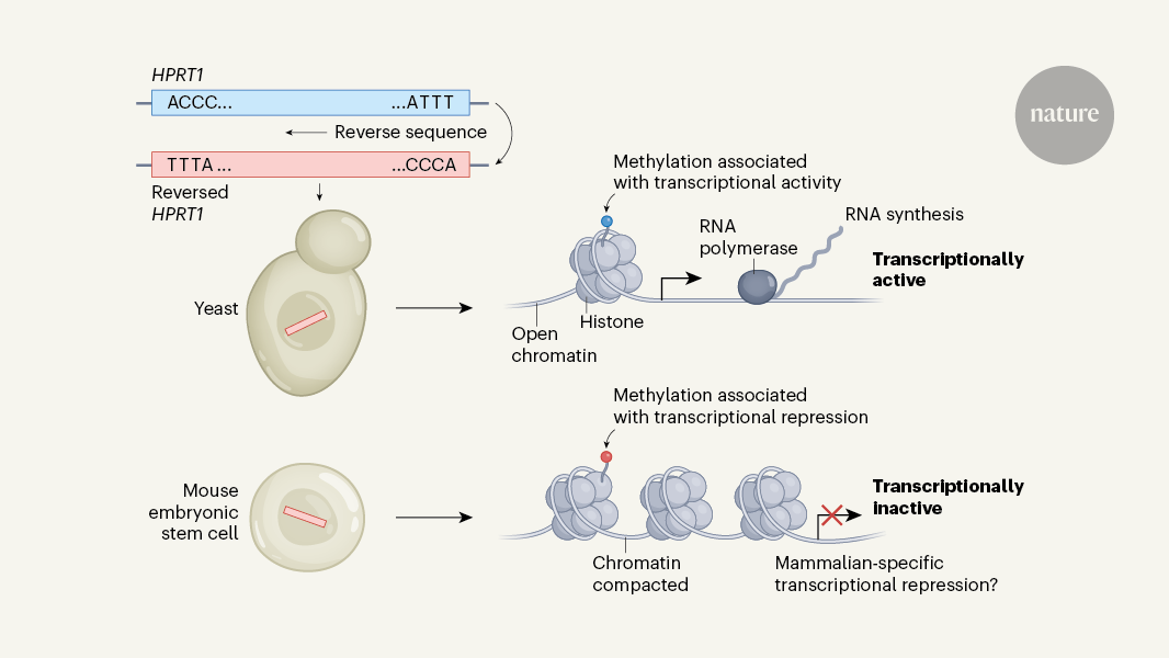 Mammalian cells repress random DNA that yeast transcribes