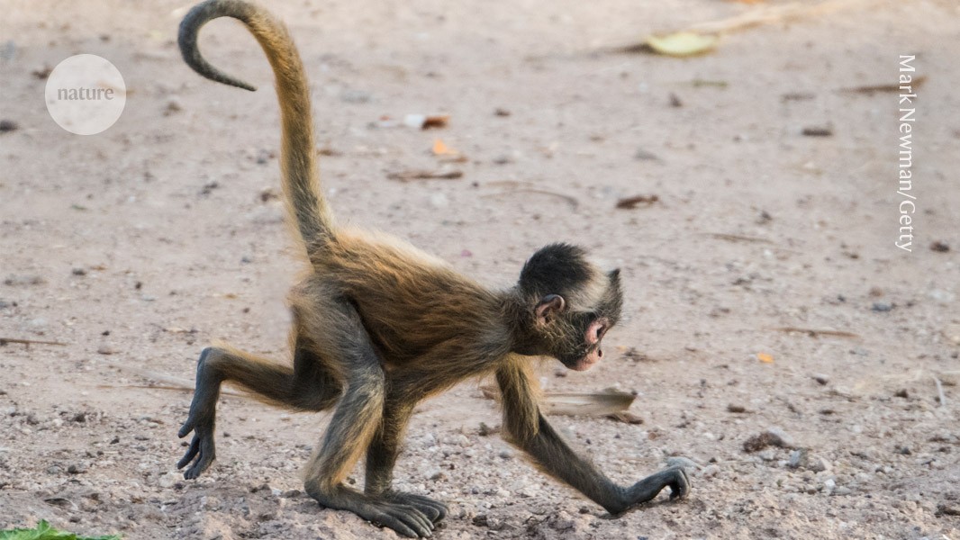 How humans lost their tails — and why the discovery took 2.5 years to ...