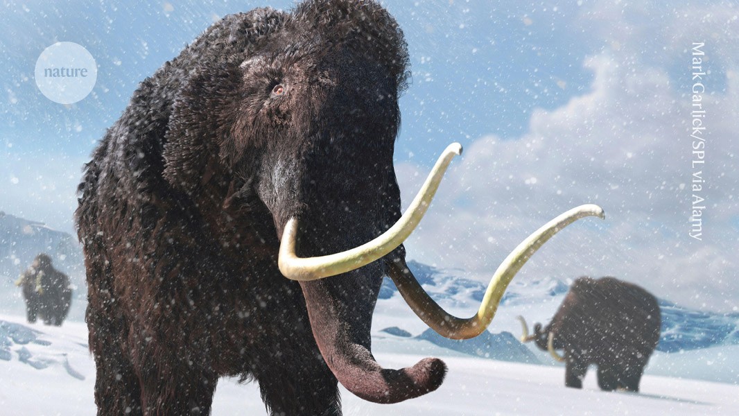 Will these reprogrammed elephant cells ever make a mammoth?