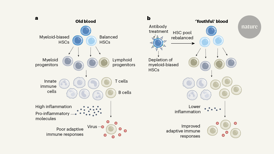 Anti-ageing antibodies revive the immune system