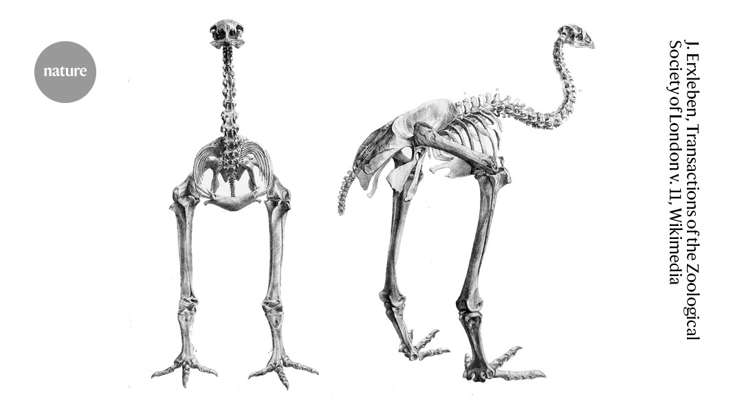 Ancient DNA reveals extinct flightless bird’s superpowers