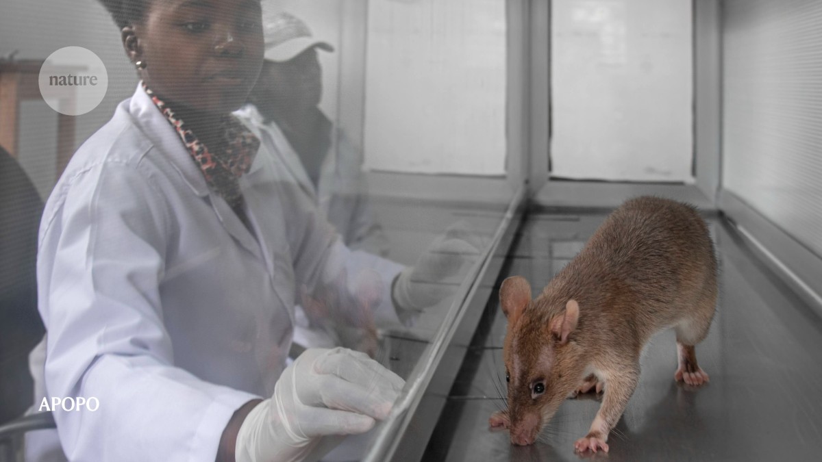 Could rats and dogs detect disease better than the finest lab equipment?