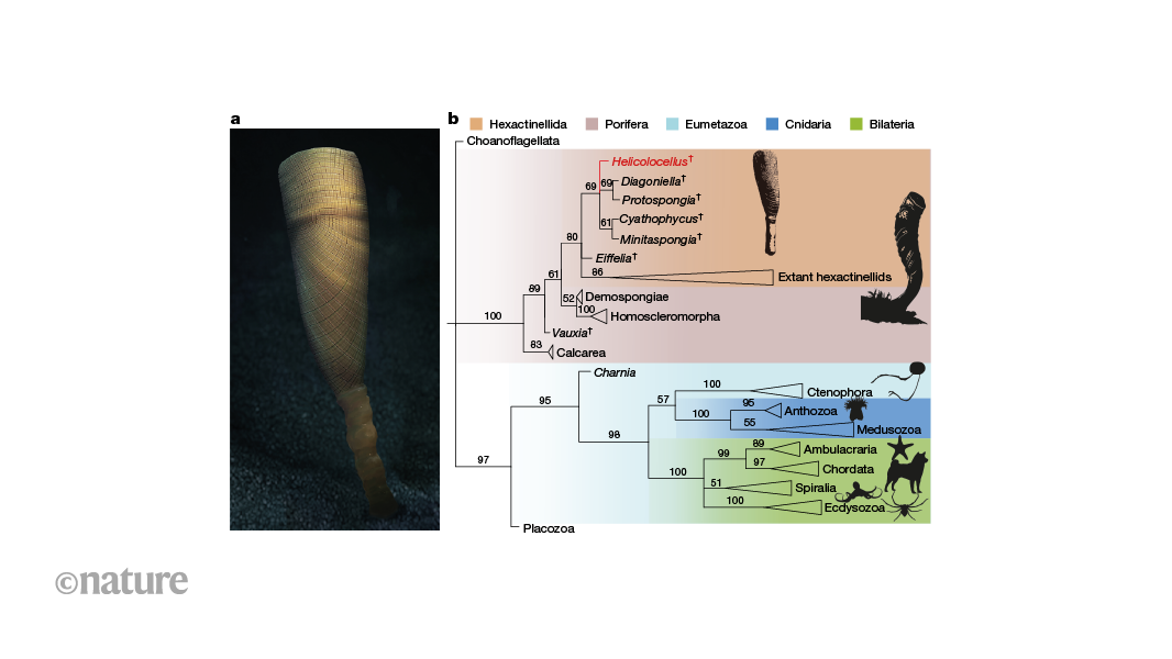 Spongy but not glassy: Ediacaran fossil provides insight into early ...