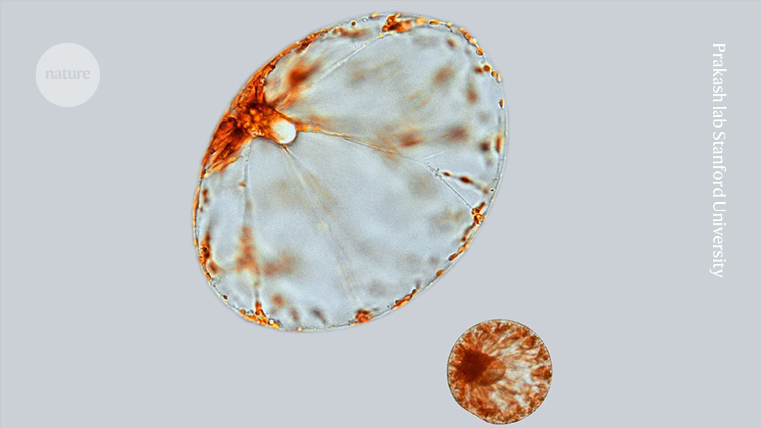 This plankton balloons in size to soar upwards through the water