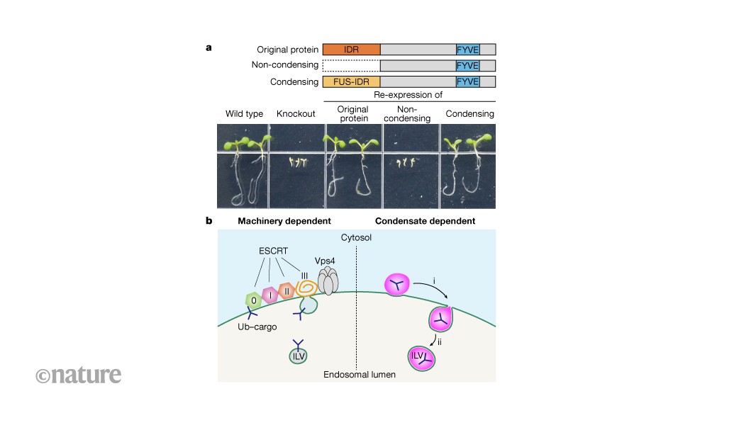 Cell membranes shaped and cut by phase-separated liquid protein condensates