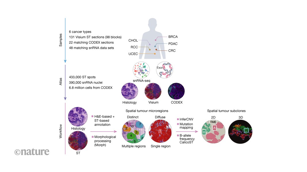 Tumour atlases enable researchers to navigate through cancers