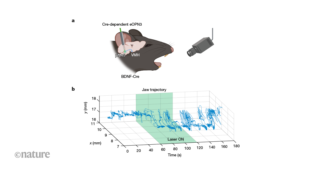 A brain circuit that links hunger signals with the jaw movements of eating