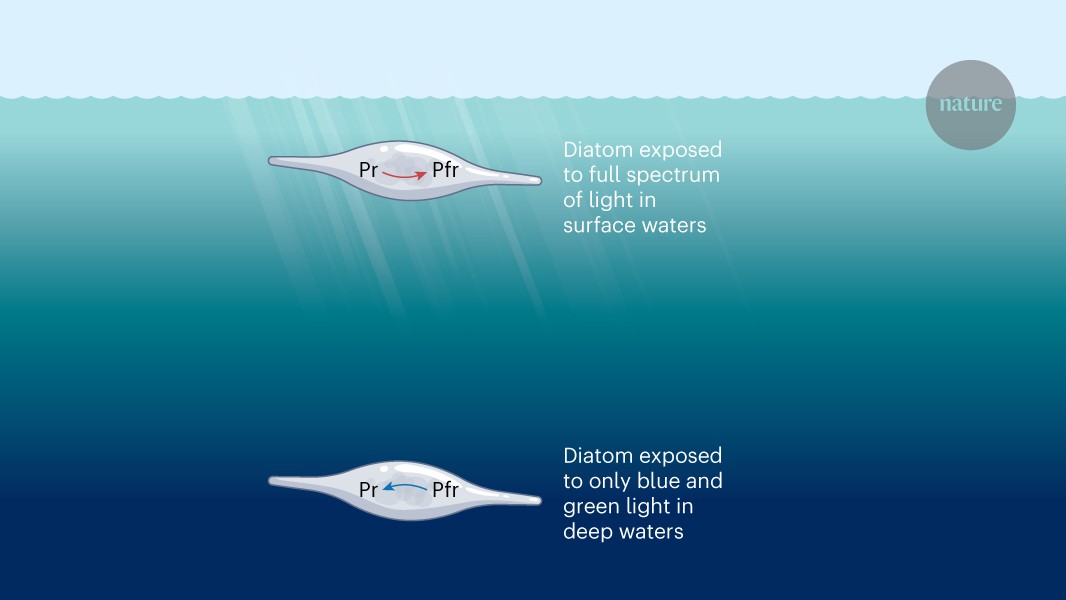 Algae use the underwater light spectrum to sense depth