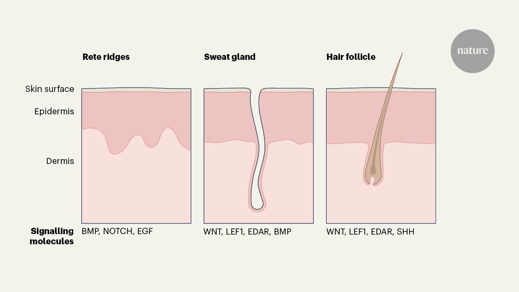 Evolutionary insights into a skin fold