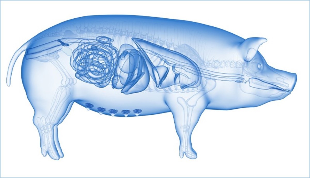 Pig organs partially revived after death