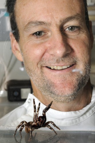 Spider venom shows potential as treatment for epilepsy, stroke and pain