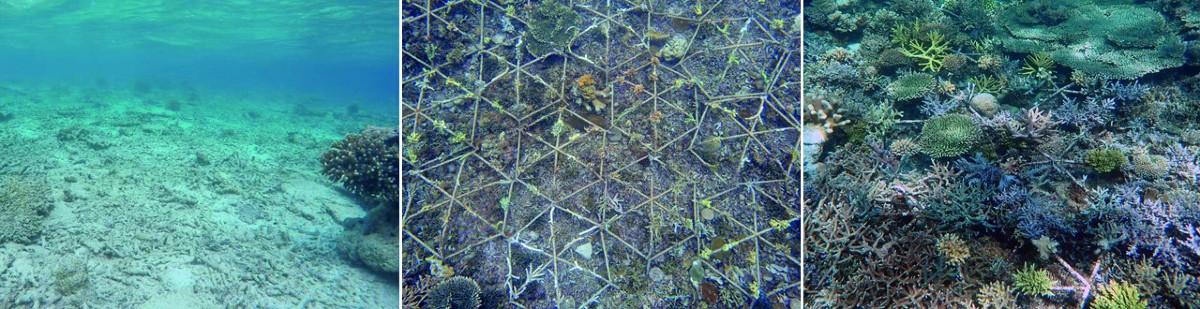 An interdisciplinary approach to coral reef restoration